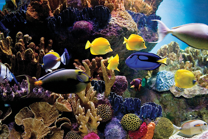 description visuwall livraison ref 51975 type reproduction mise à l ...